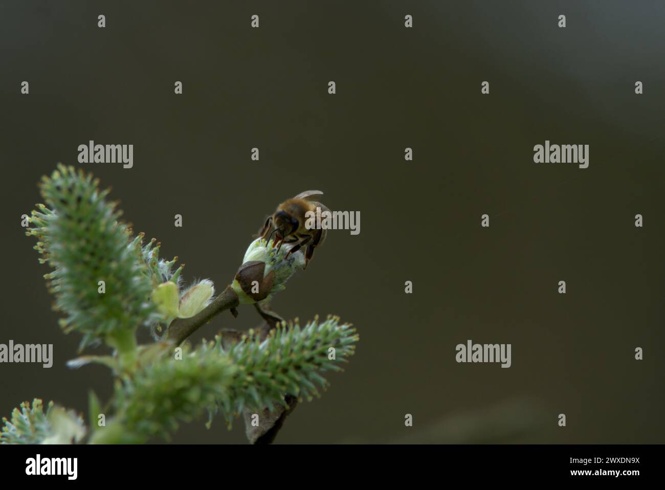 Spring UK - Bee Pollenating Catkins Stock Photo - Alamy