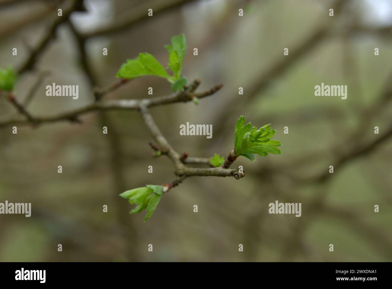Spring UK - Hawthorn Leaves Emerging Stock Photo - Alamy