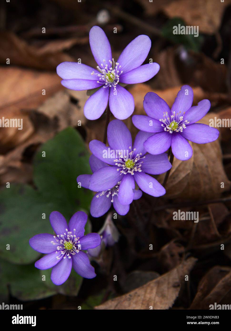 Hepatica nobilis, Anemone hepatica, the common hepatica, liverwort ...