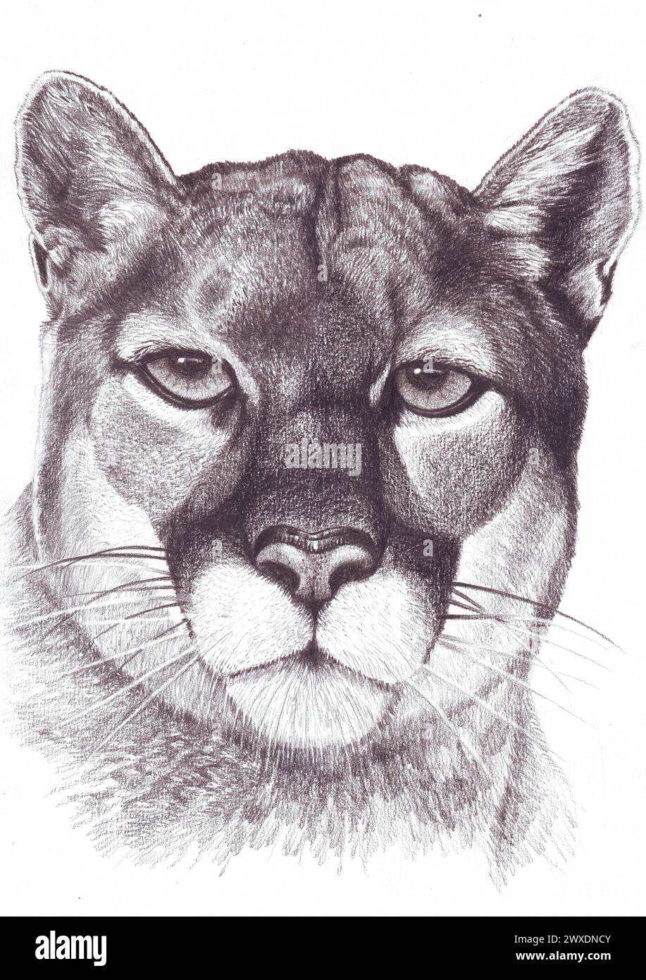 Puma drawing hi-res stock photography and images - Alamy