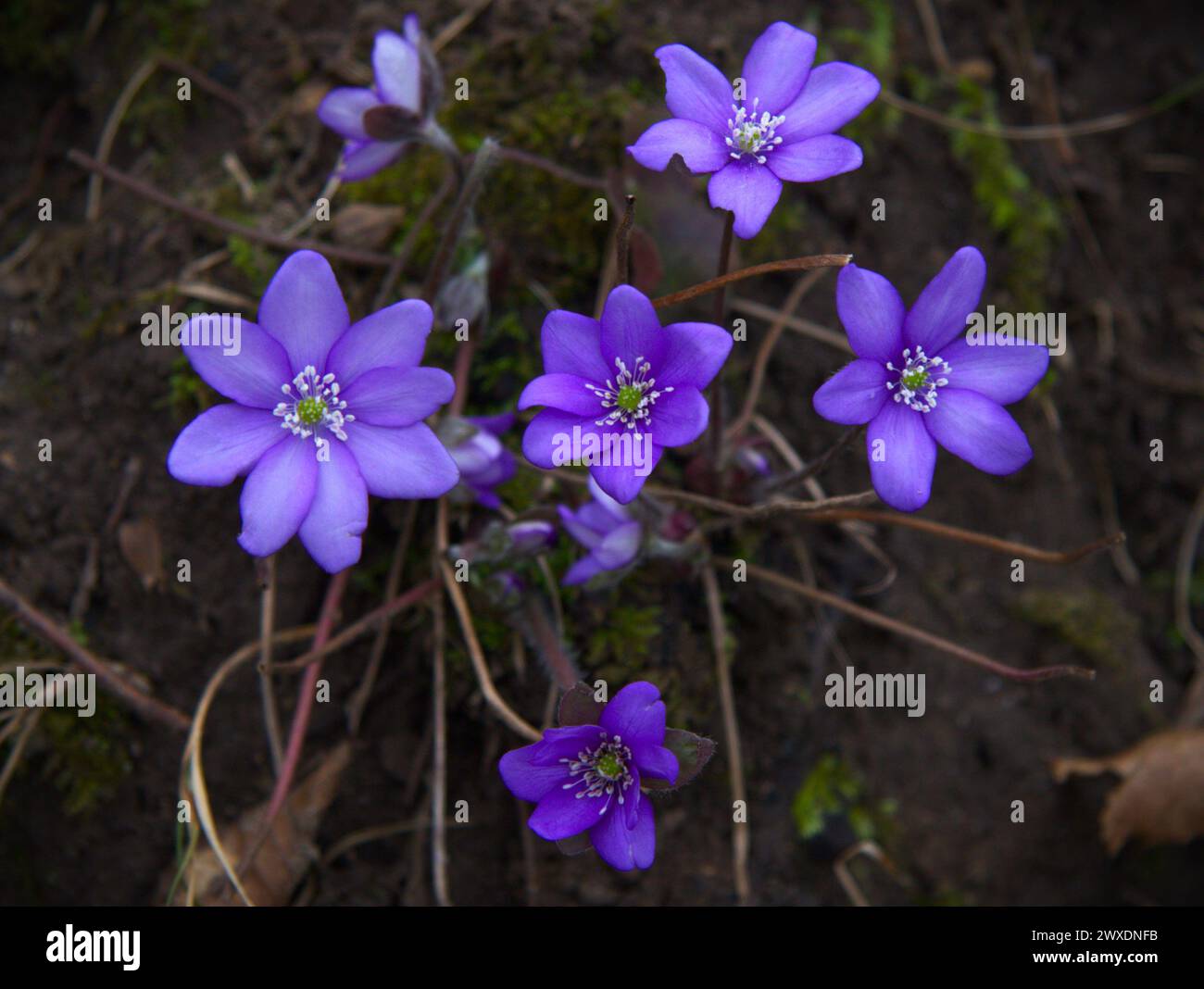 Hepatica nobilis, Anemone hepatica, the common hepatica, liverwort ...