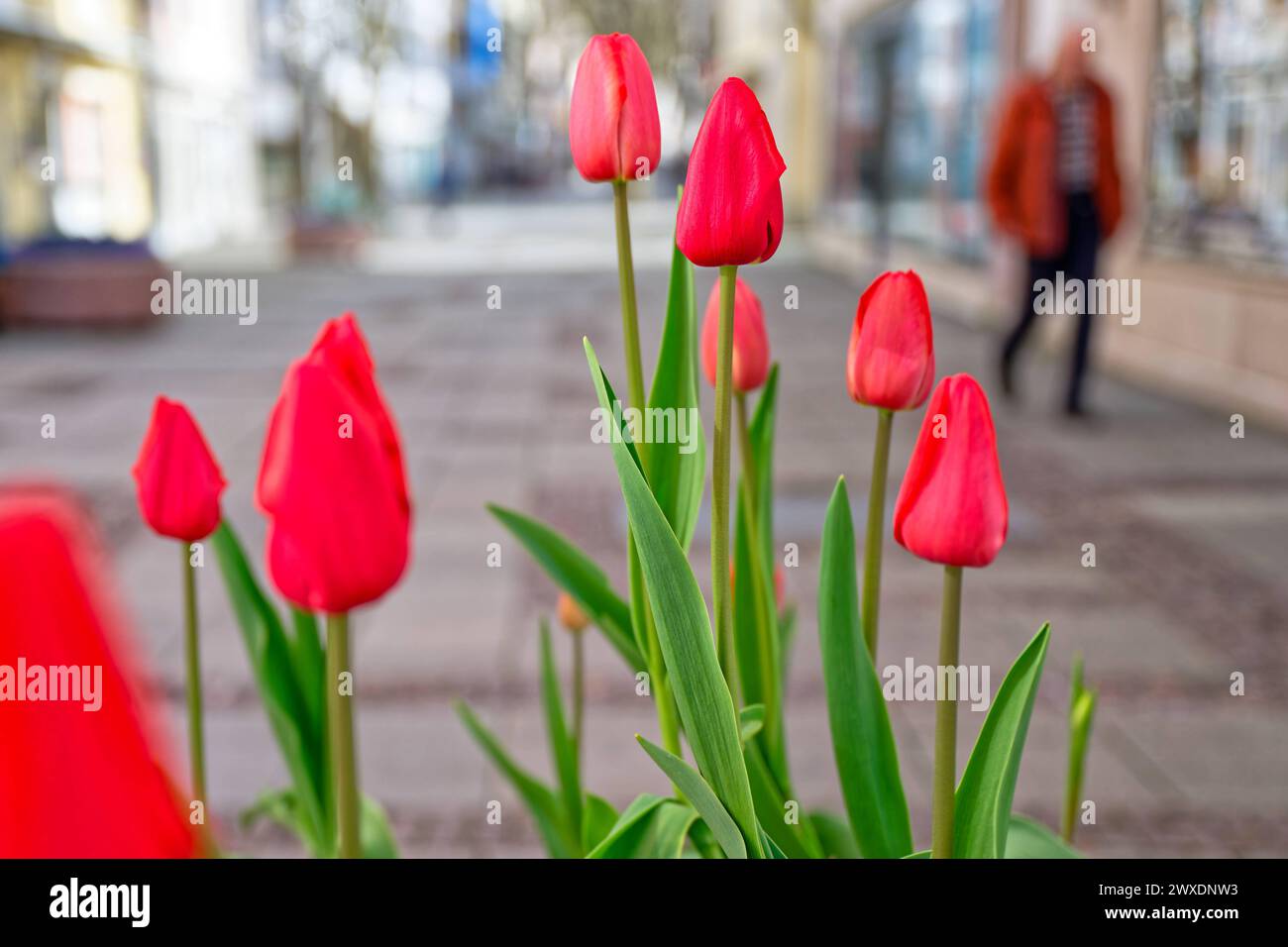 Hurra der Frühling kommt. Tulpen als Frühlingsboten in der ...