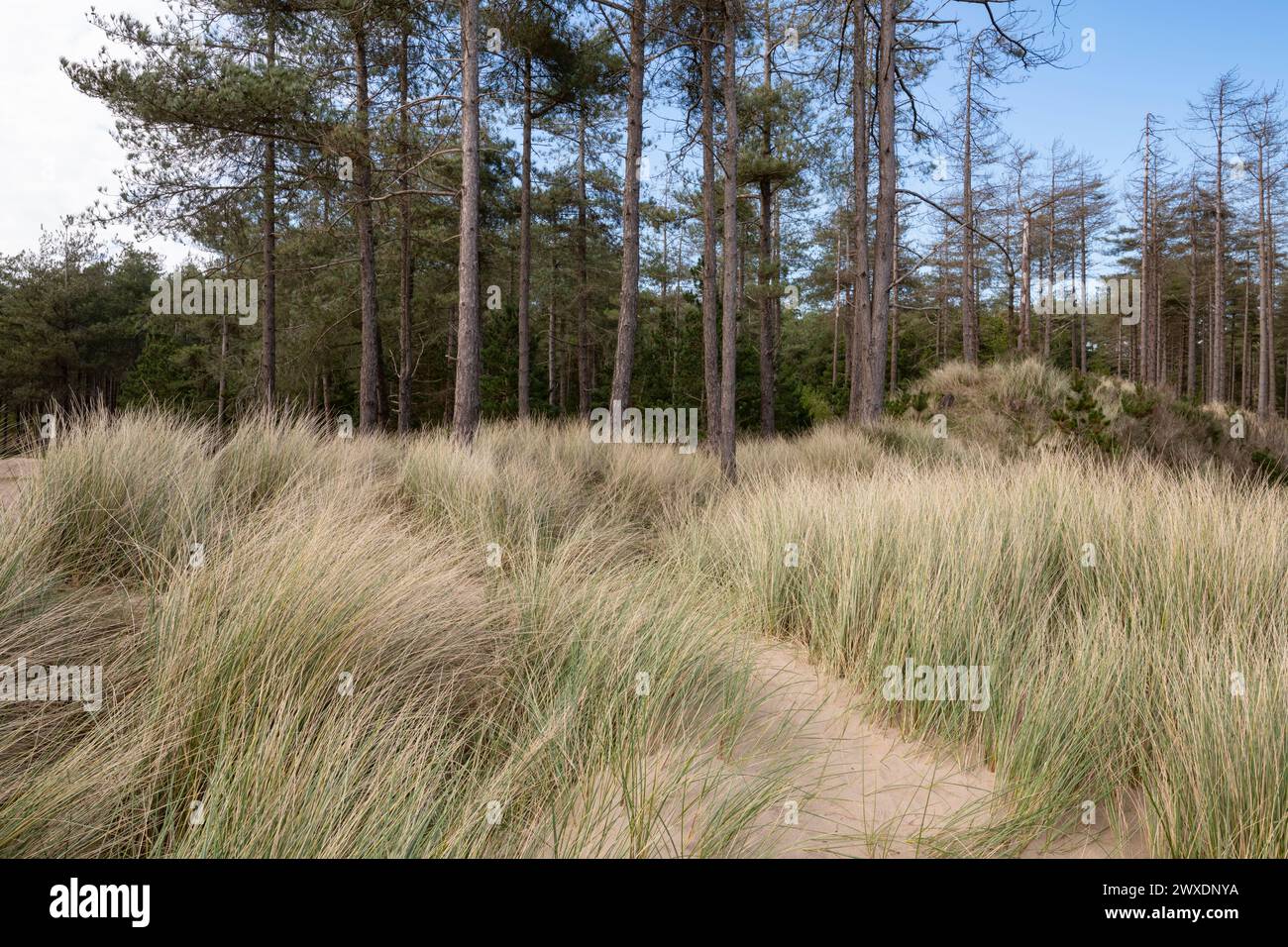 Newborough Forest nature reserve on the south coast of Anglesey, North ...