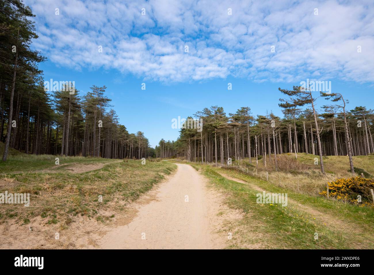 Newborough Forest nature reserve on the south coast of Anglesey, North ...