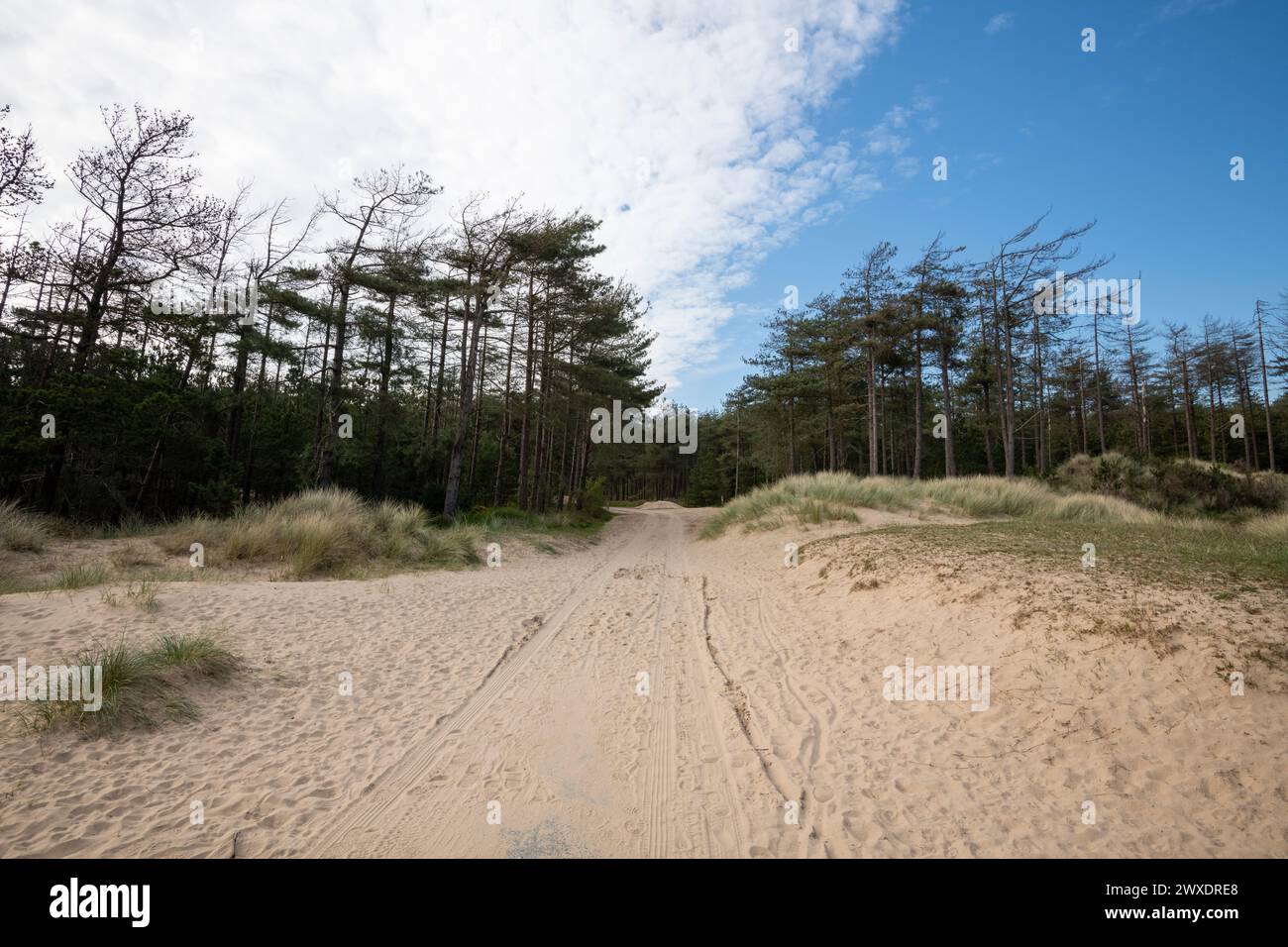 Path through dunes at Newborough forest nature reserve, Anglesey, North ...