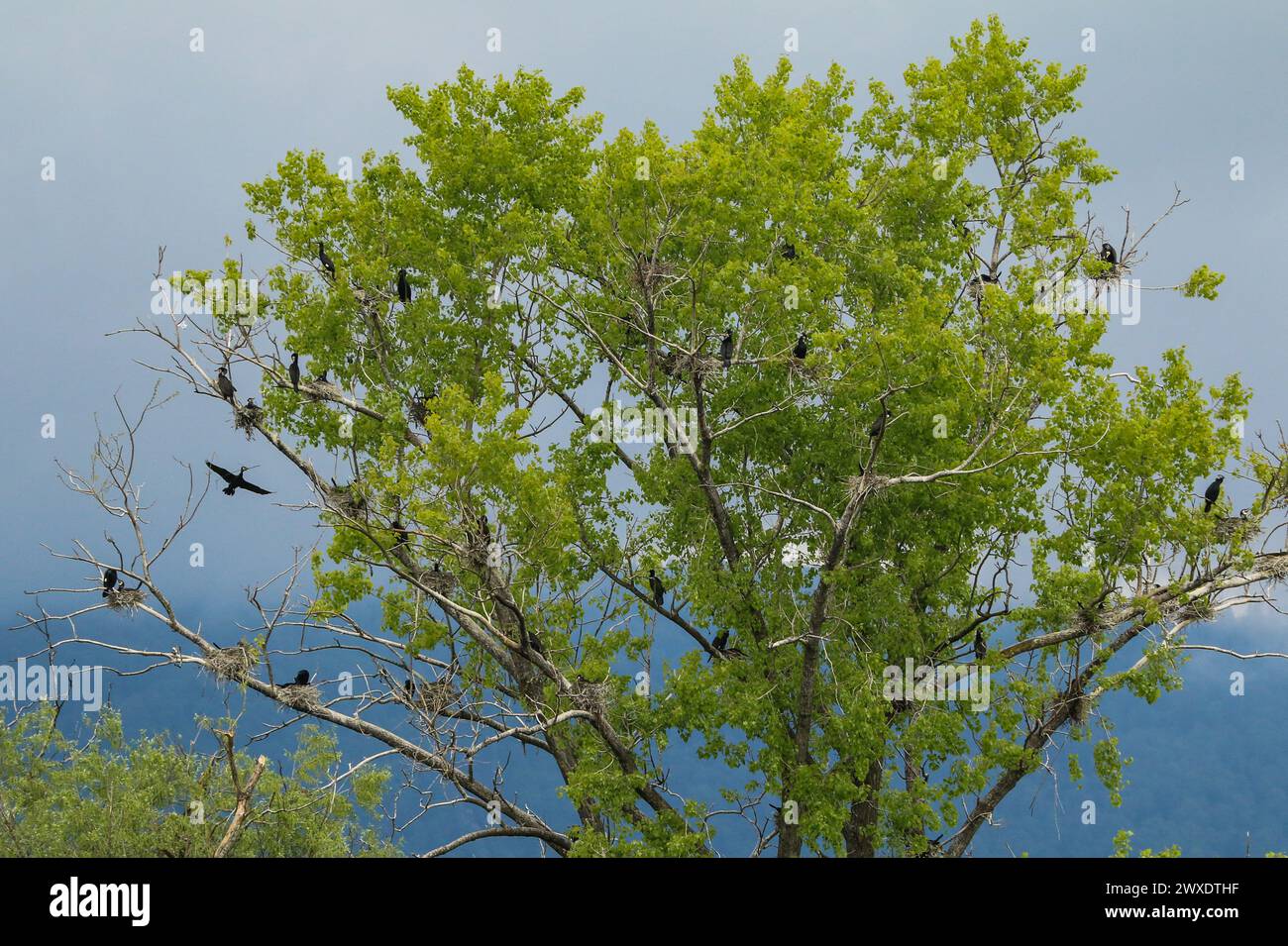 Colonie de nidification hi-res stock photography and images - Alamy