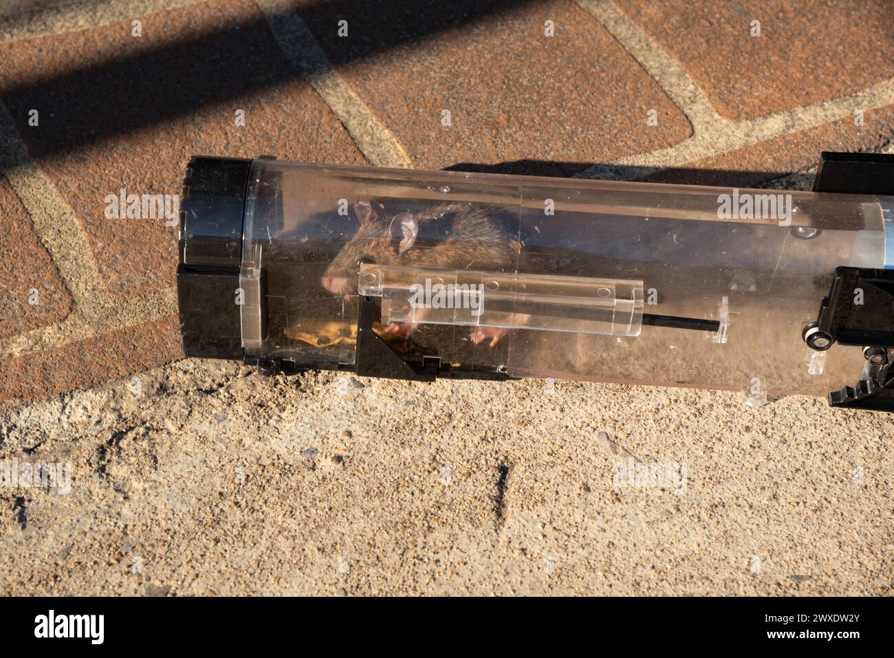 Close-up view of a rat trapped in a transparent rodent catcher ...