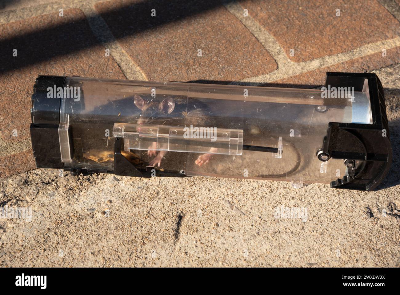Close-up view of a rat trapped in a transparent rodent catcher ...