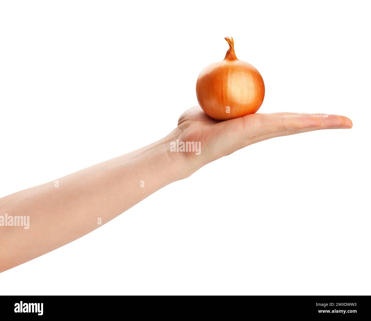 onion in hand path isolated on white Stock Photo - Alamy