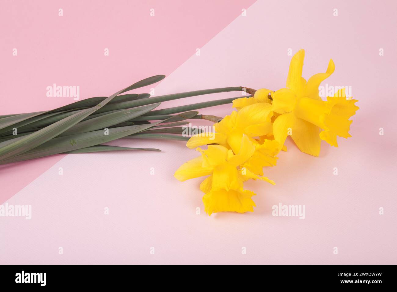 a bouquet of daffodils freshly picked from the garden on a background ...