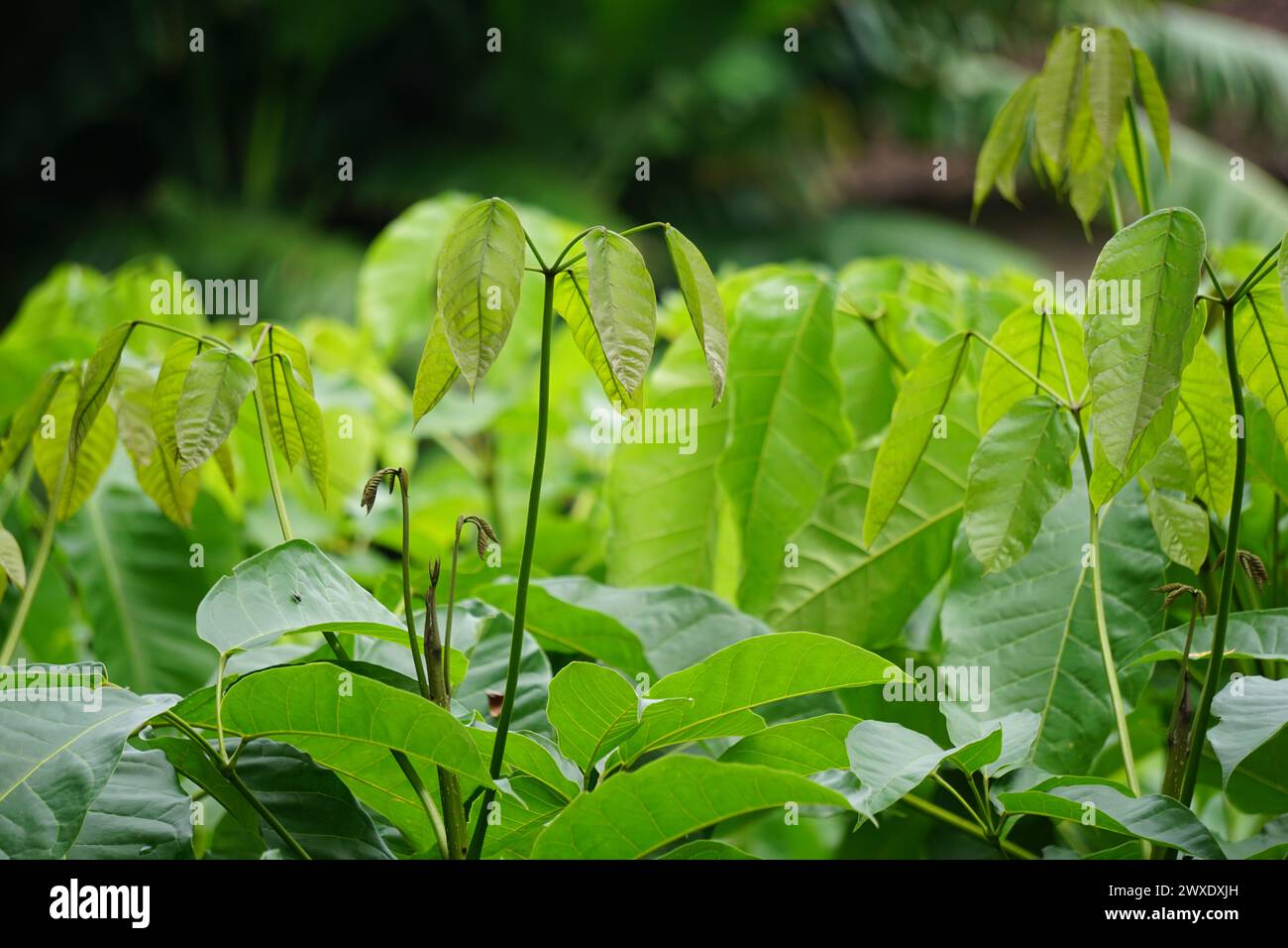 Tabebuia caraiba (Tabebuia aurea, Caribbean trumpet, silver trumpet ...
