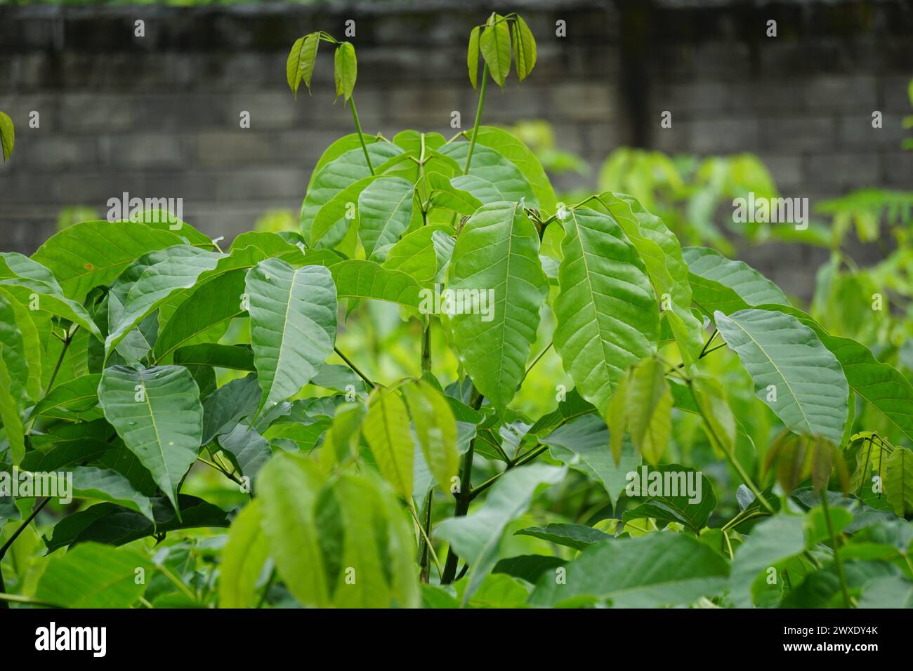 Tabebuia caraiba (Tabebuia aurea, Caribbean trumpet, silver trumpet ...