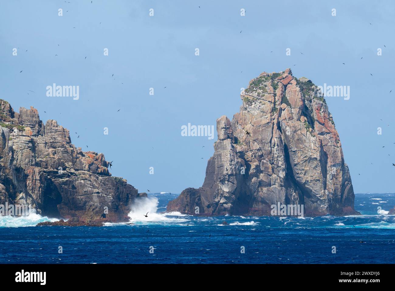 New Zealand, Subantarctic Islands, The Snares, UNESCO. Important Bird ...