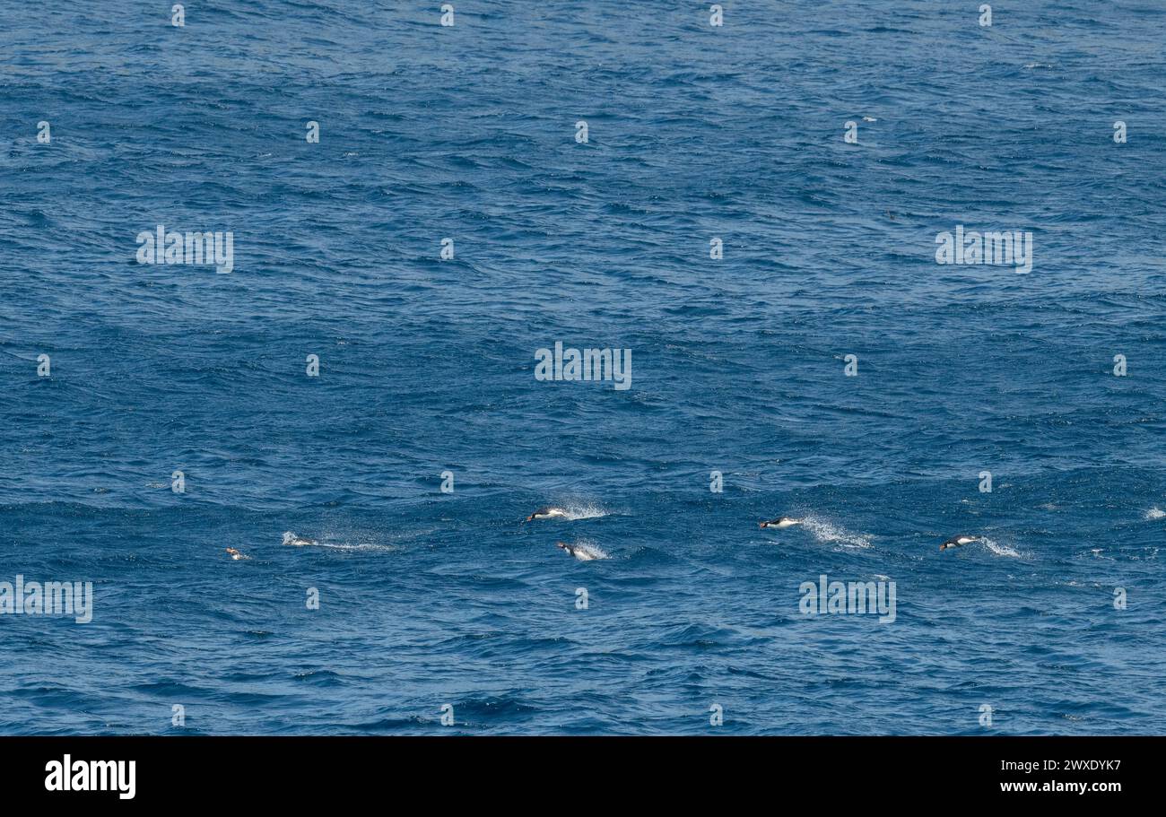 New Zealand, Subantarctic Islands, The Snares, UNESCO. Endemic Snares ...