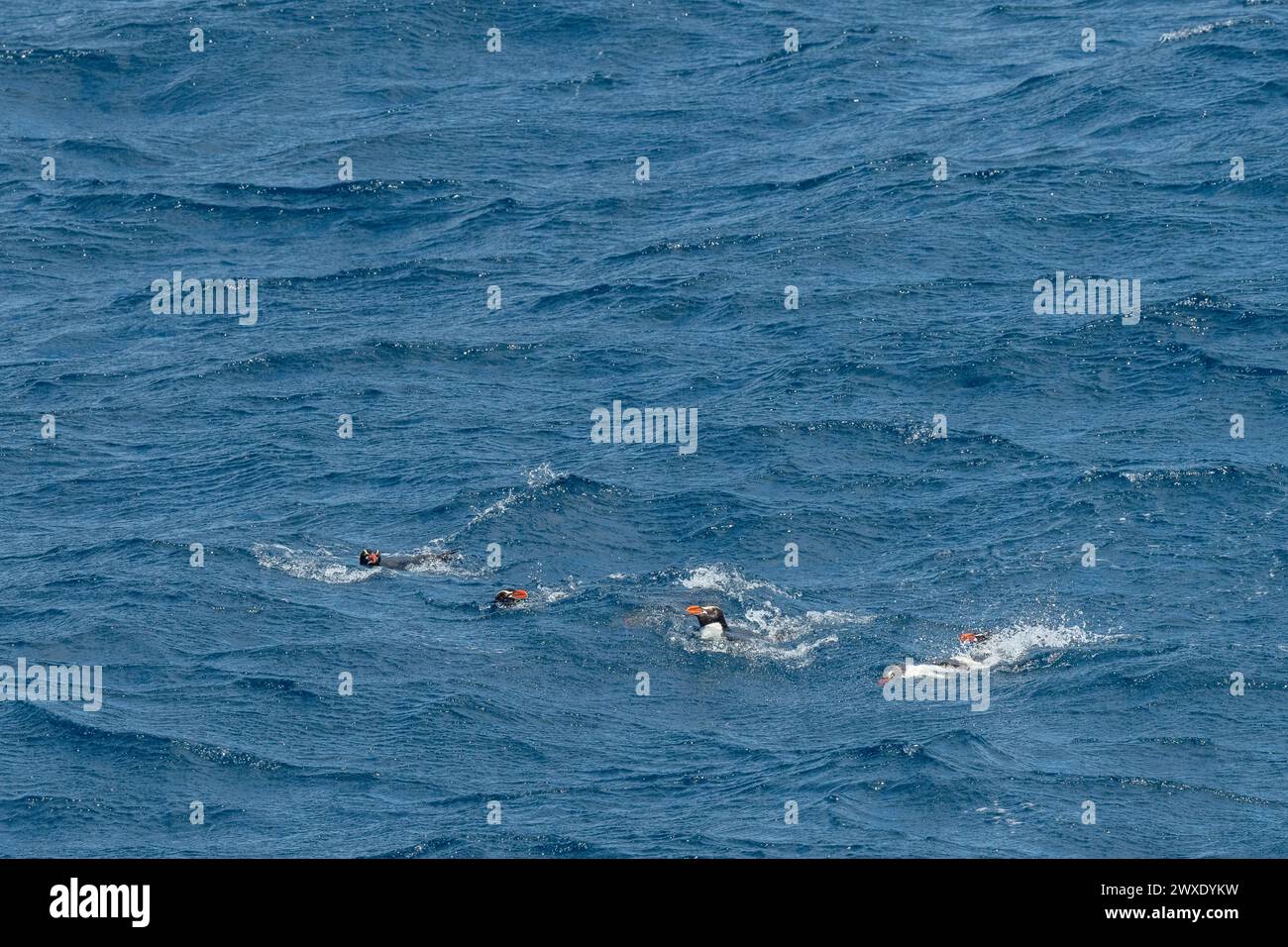 New Zealand, Subantarctic Islands, The Snares, UNESCO. Endemic Snares ...