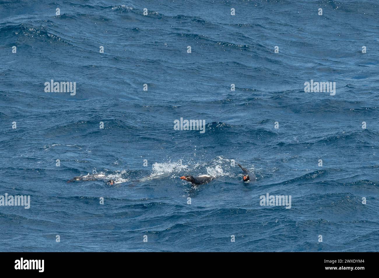 New Zealand, Subantarctic Islands, The Snares, UNESCO. Endemic Snares ...