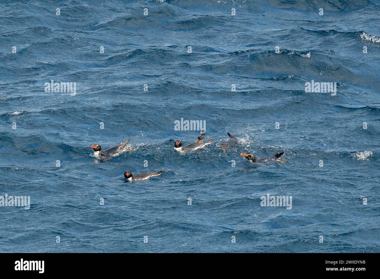 New Zealand, Subantarctic Islands, The Snares, UNESCO. Endemic Snares ...