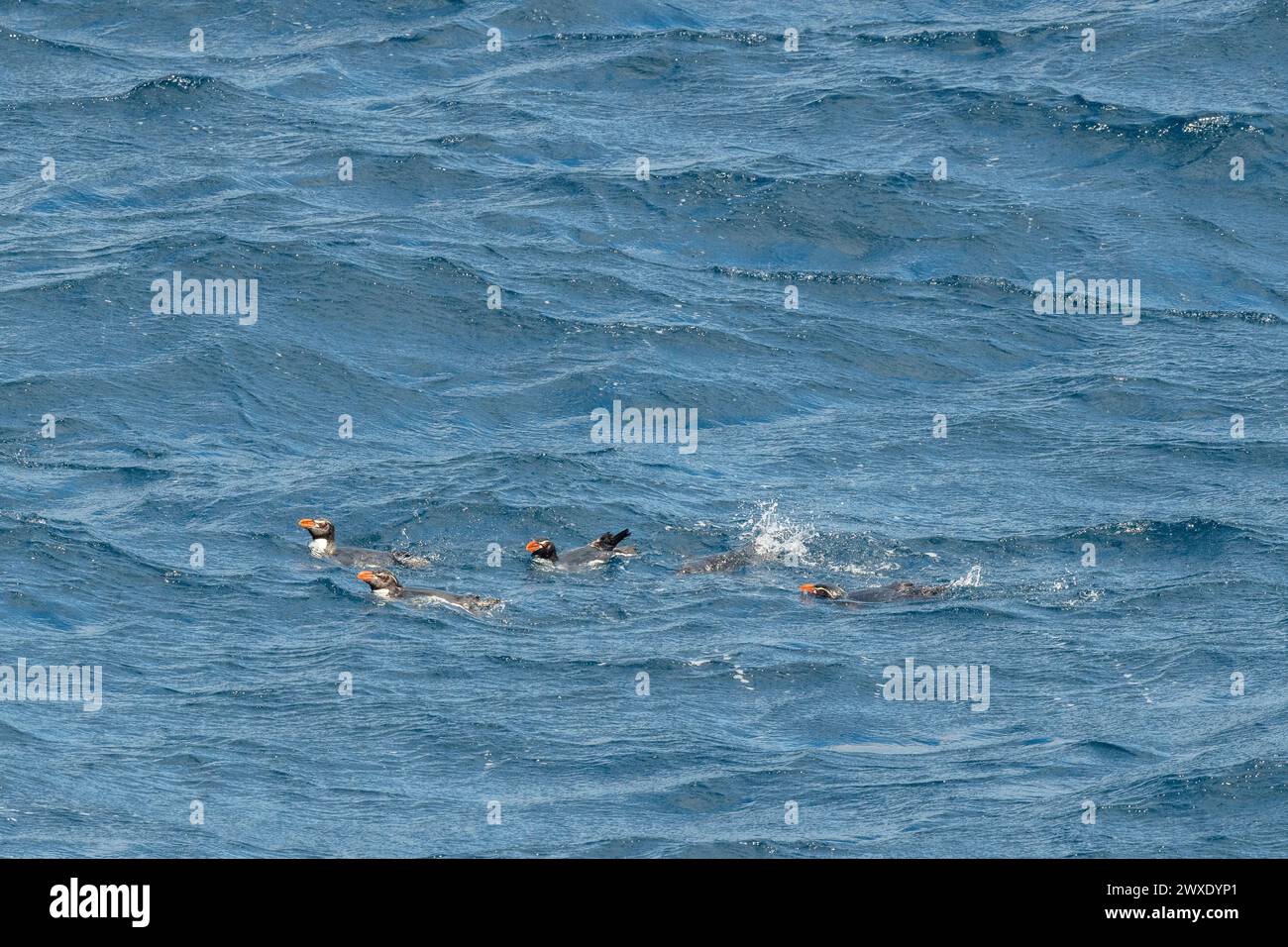 New Zealand, Subantarctic Islands, The Snares, UNESCO. Endemic Snares ...