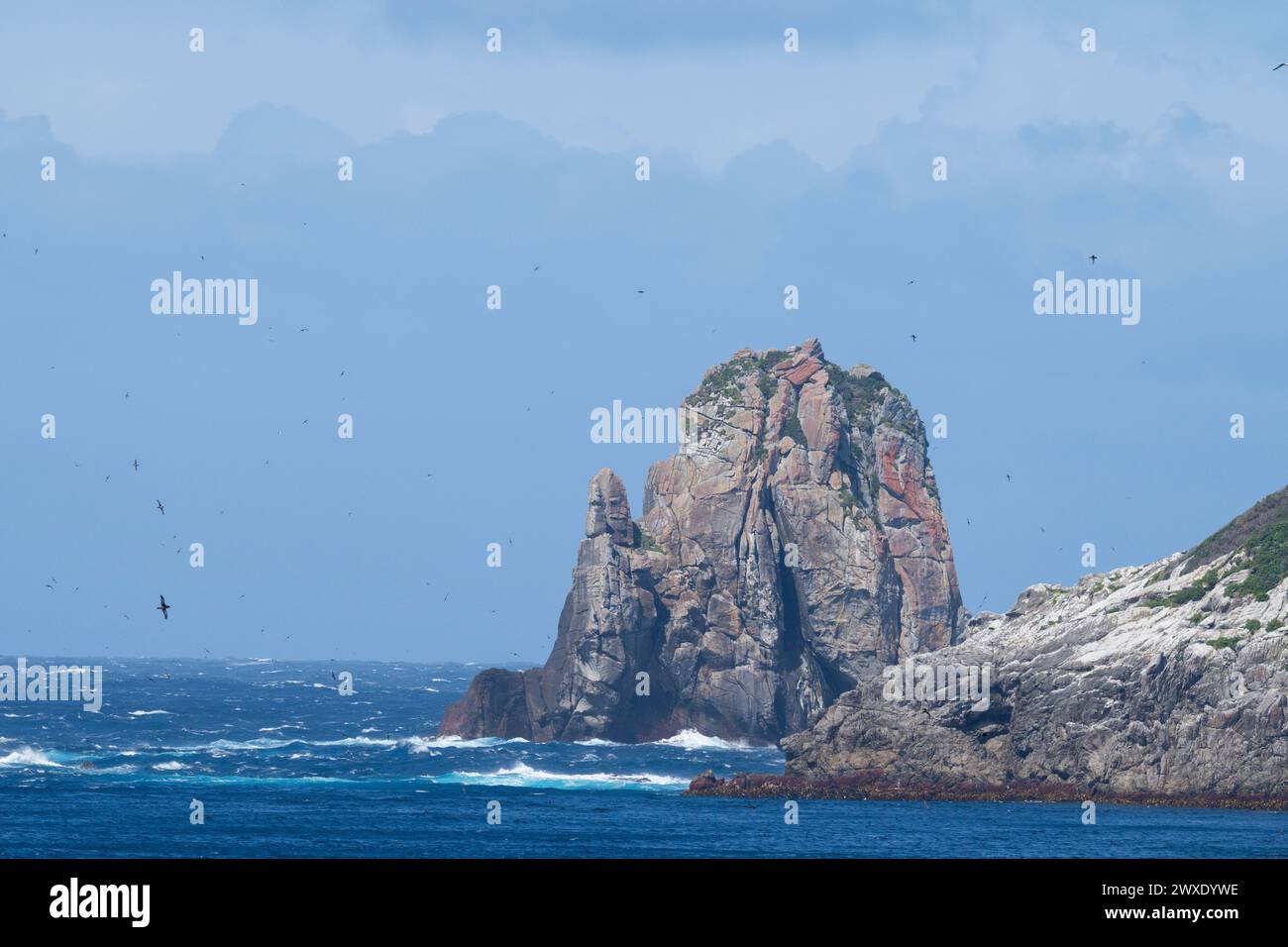 New Zealand, Subantarctic Islands, The Snares, UNESCO. Important Bird ...