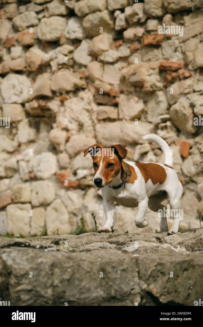 Jack Russell Terrier puppy poses against of old stone wall of the ...