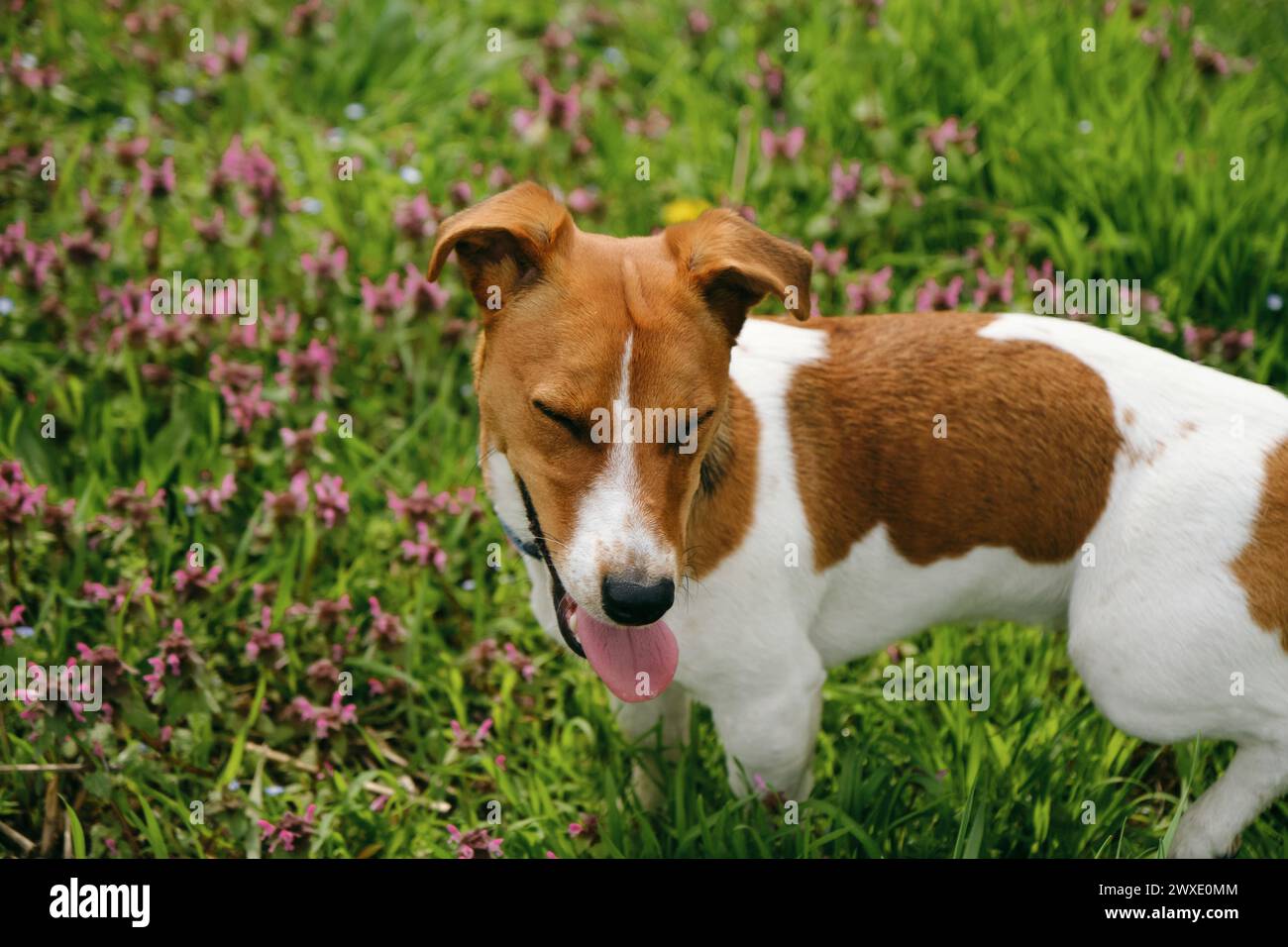 Jack russell stands on top hi-res stock photography and images - Alamy