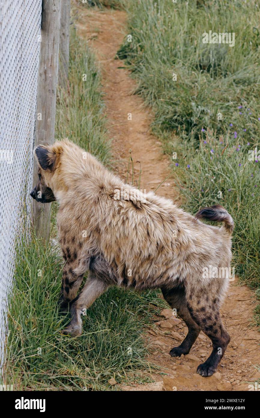 spotted hyena walking along the path and looking through the mesh fence ...