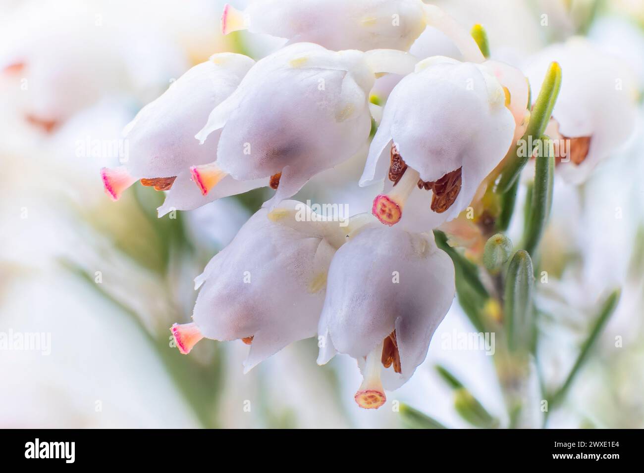 Tree heath (Erica arborea), Ericaceae. Evergreen shrub, spontaneous ...