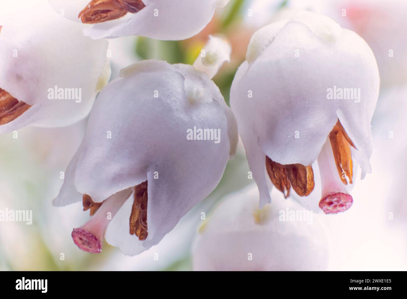 Tree heath (Erica arborea), Ericaceae. Evergreen shrub, spontaneous ...
