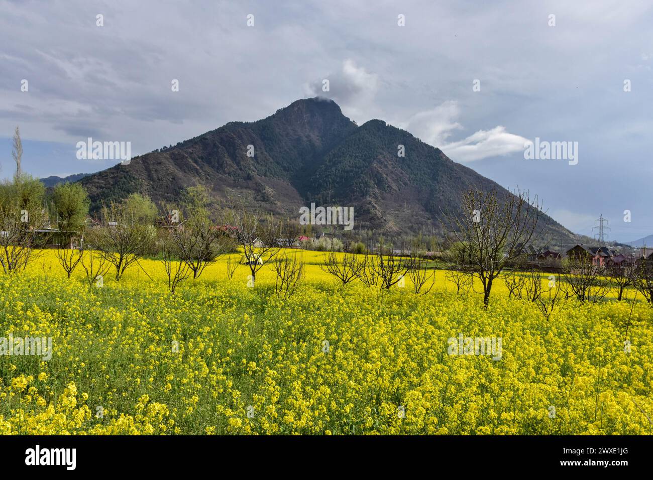 Mustard fields are seen in full bloom during a spring day on the ...