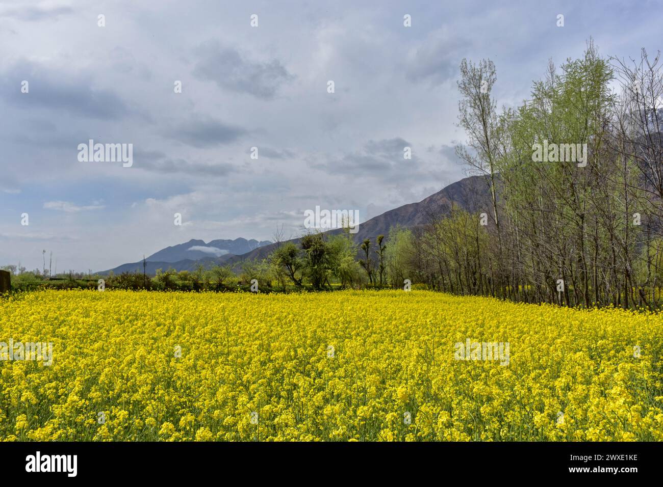 Mustard fields are seen in full bloom during a spring day on the ...