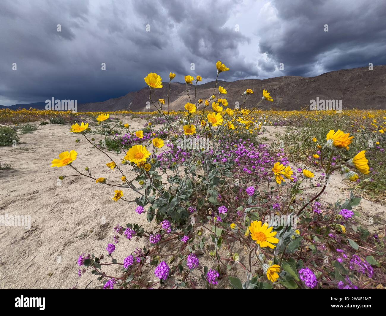 Superbloom desert flowers in Anza-Borrego Desert State Park, San Diego ...