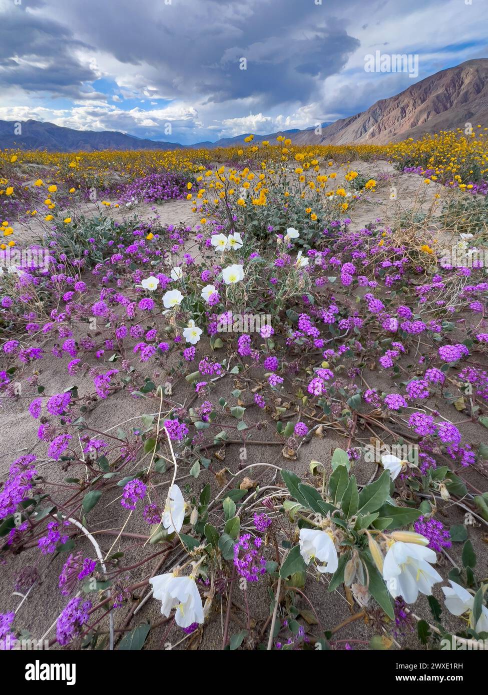 Superbloom desert flowers in Anza-Borrego Desert State Park, San Diego ...