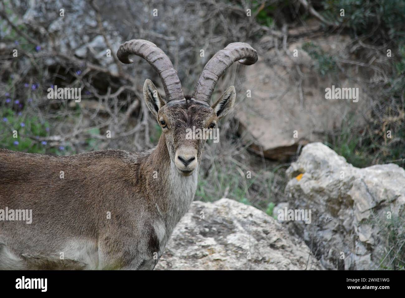 Steinbock ziege hi-res stock photography and images - Alamy