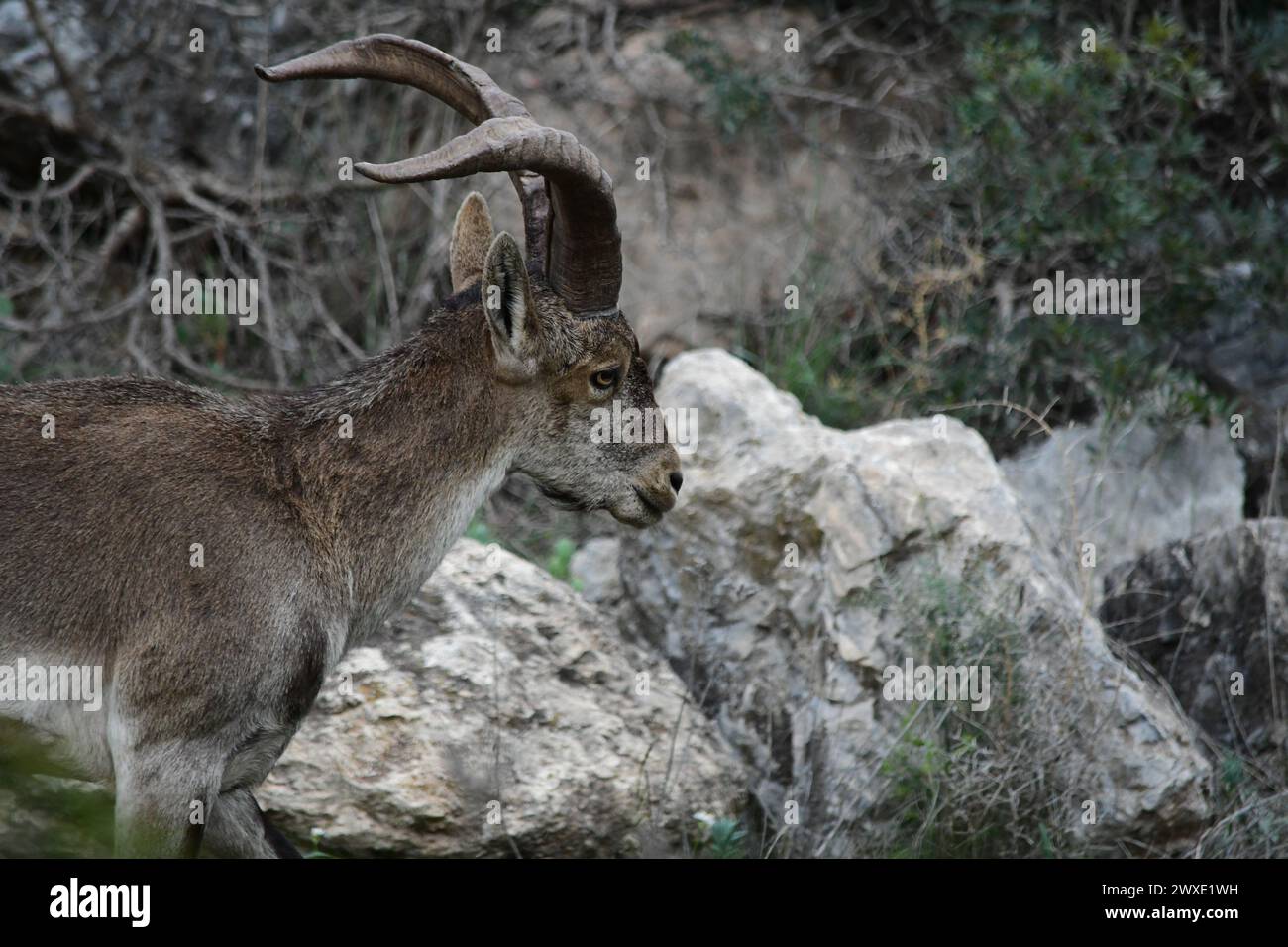 Steinbock ziege hi-res stock photography and images - Alamy
