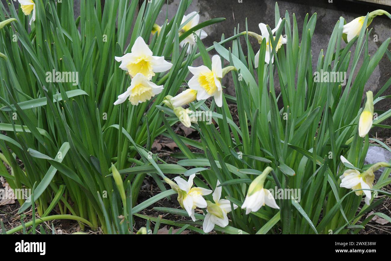 Copenhagen, Denmark /30 March 2024/.Daffodils flowers for sale in ...