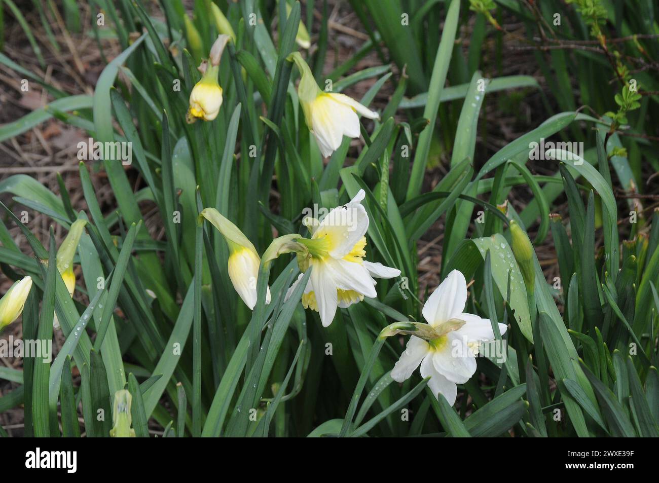 Copenhagen, Denmark /30 March 2024/.Daffodils flowers for sale in ...