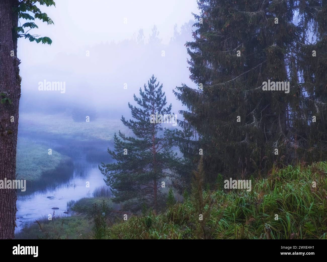 blue morning summer fog in wild deep spruce northern forest with river ...