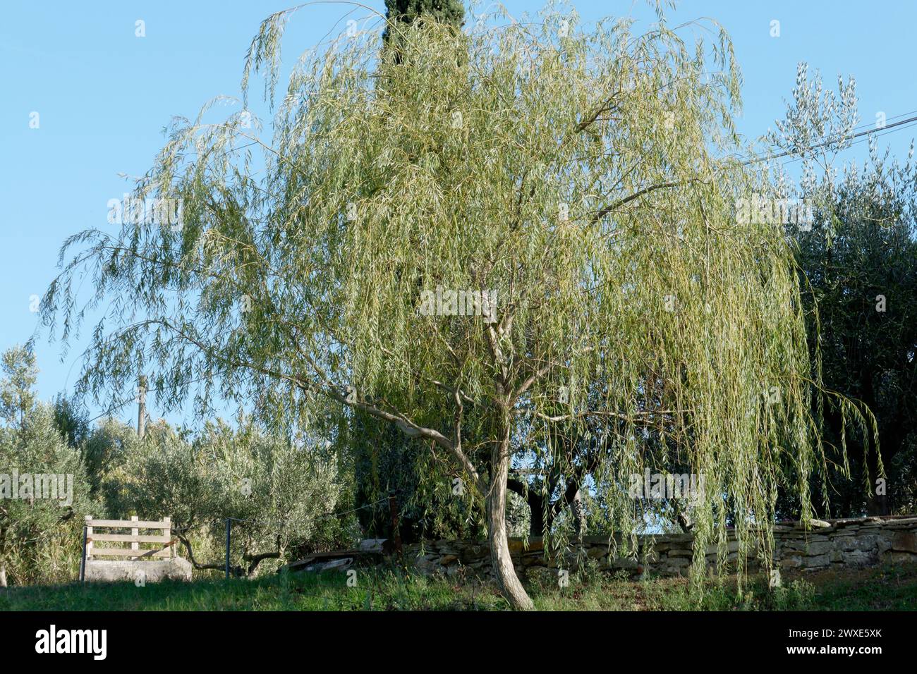 Weeping willow or Babylon willow tree ( Salix babylonica ) . Tuscany ...