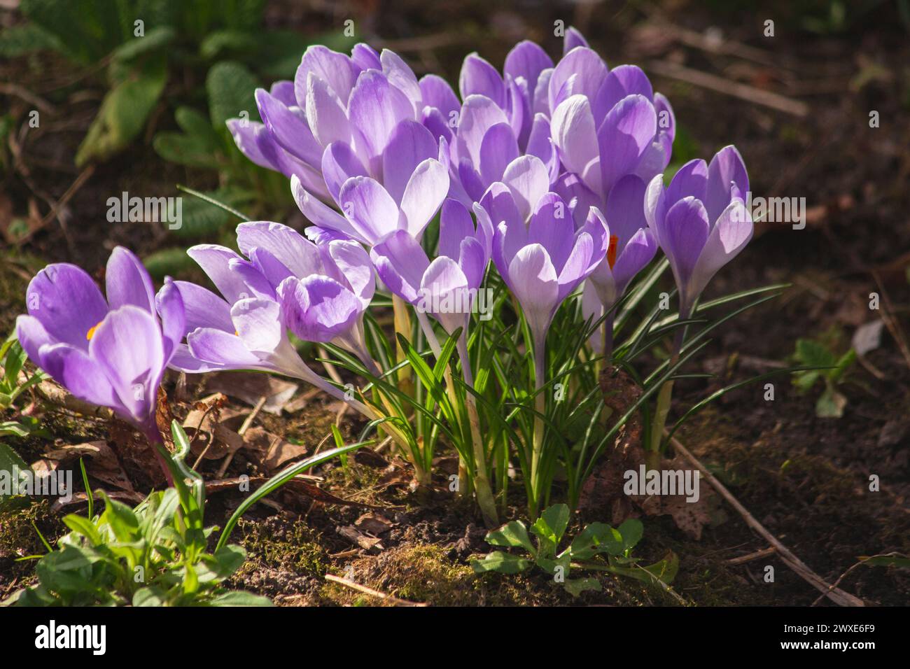 English spring bed hi-res stock photography and images - Alamy