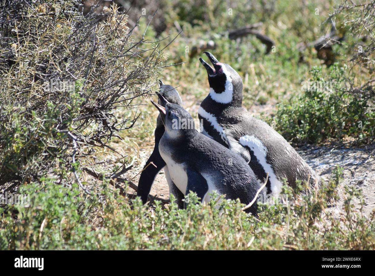 Penguins in Punta Tombo Patagonia Argentina Stock Photo - Alamy