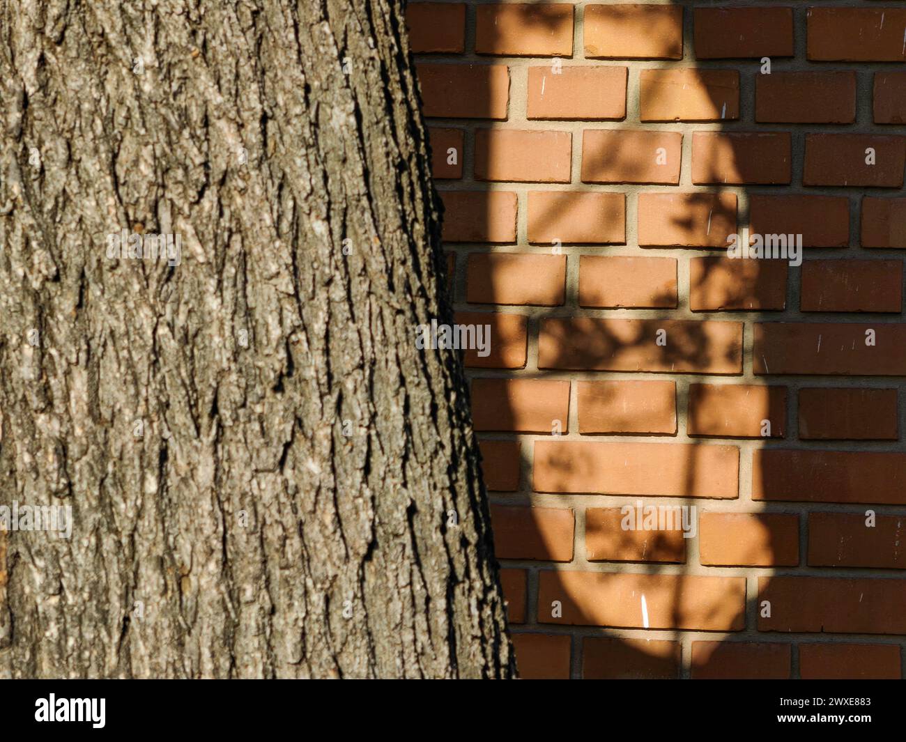 Reflective symmetry. Light and shadow in urban nature. Abstract oval ...