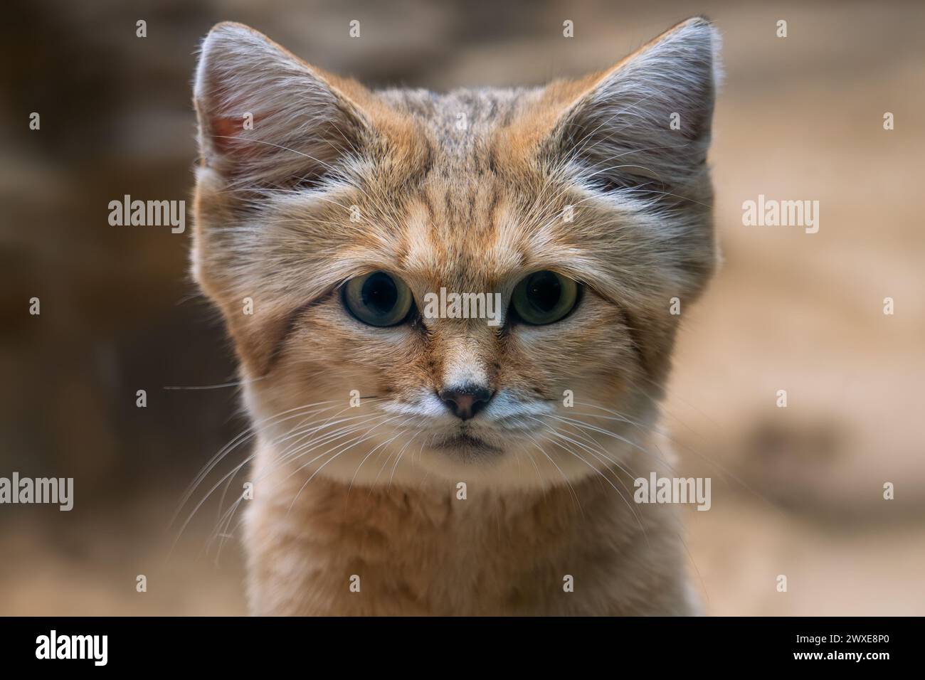 Sand Cat - Felis margarita, portrait of beautiful small wild cat from ...