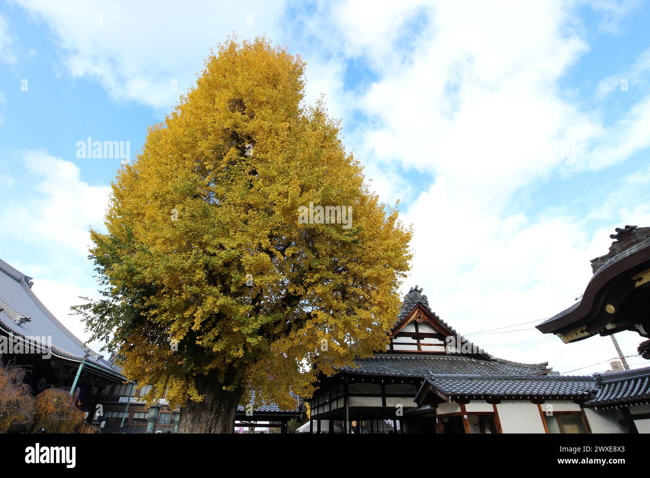 Ginkgo tree in Bukkoji Temple, Kyoto, Japan Stock Photo - Alamy