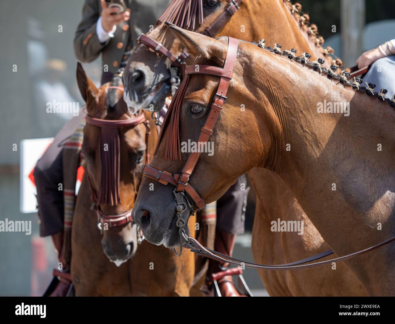 Detail of the Spanish bridle for horse riding , better known as the ...