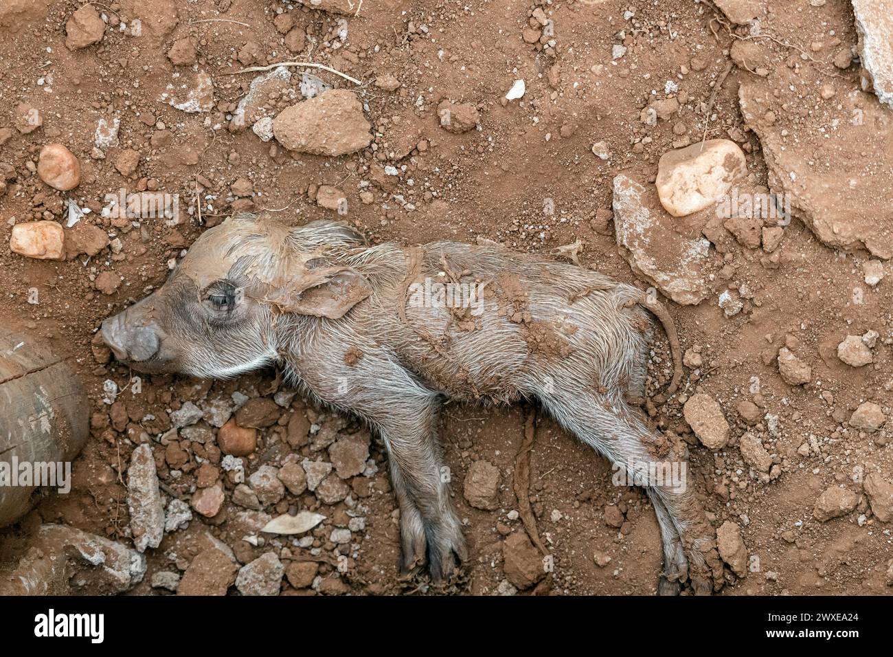 Common Warthog newborn baby. Just born warthog on hotel territory ...