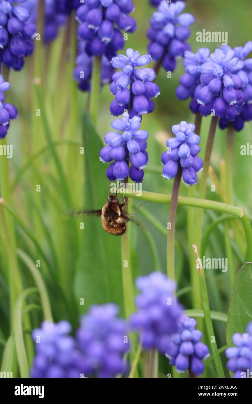 Suction proboscis hi-res stock photography and images - Alamy