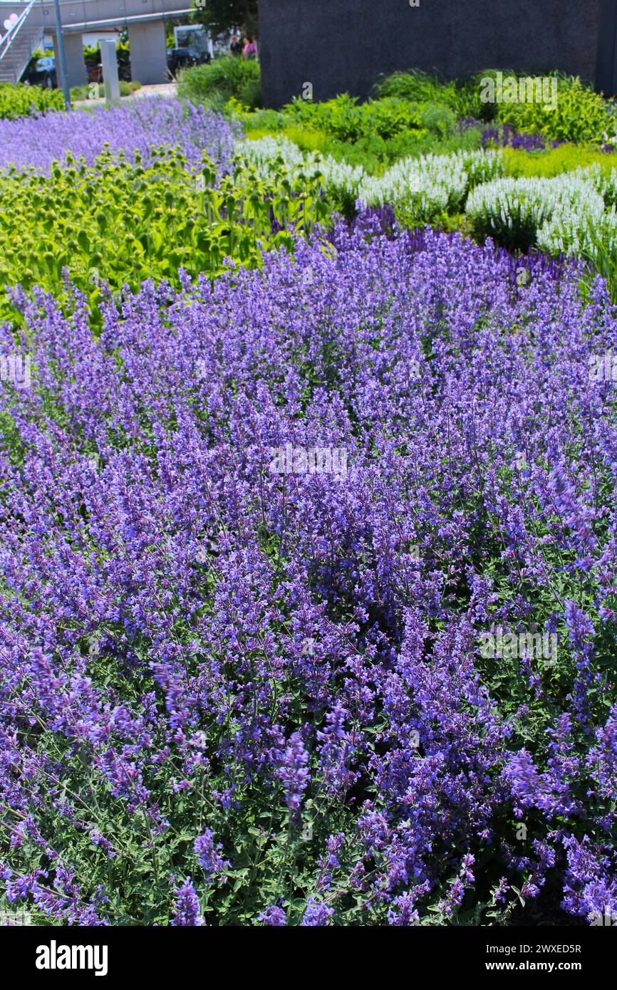 Lavender park hi-res stock photography and images - Alamy