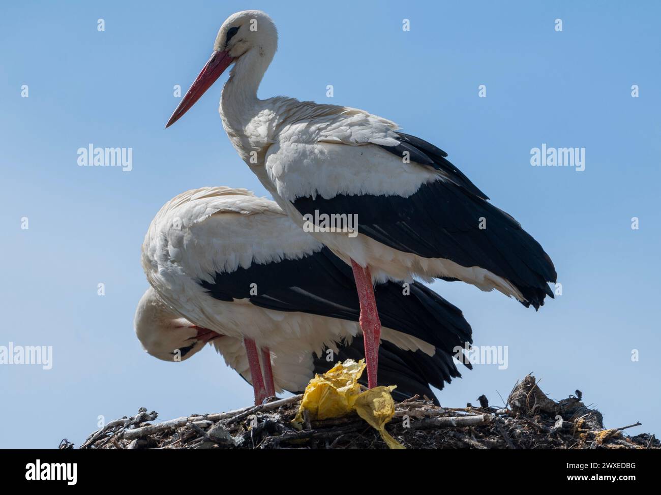 Stork babies plastic in nest hi-res stock photography and images - Alamy