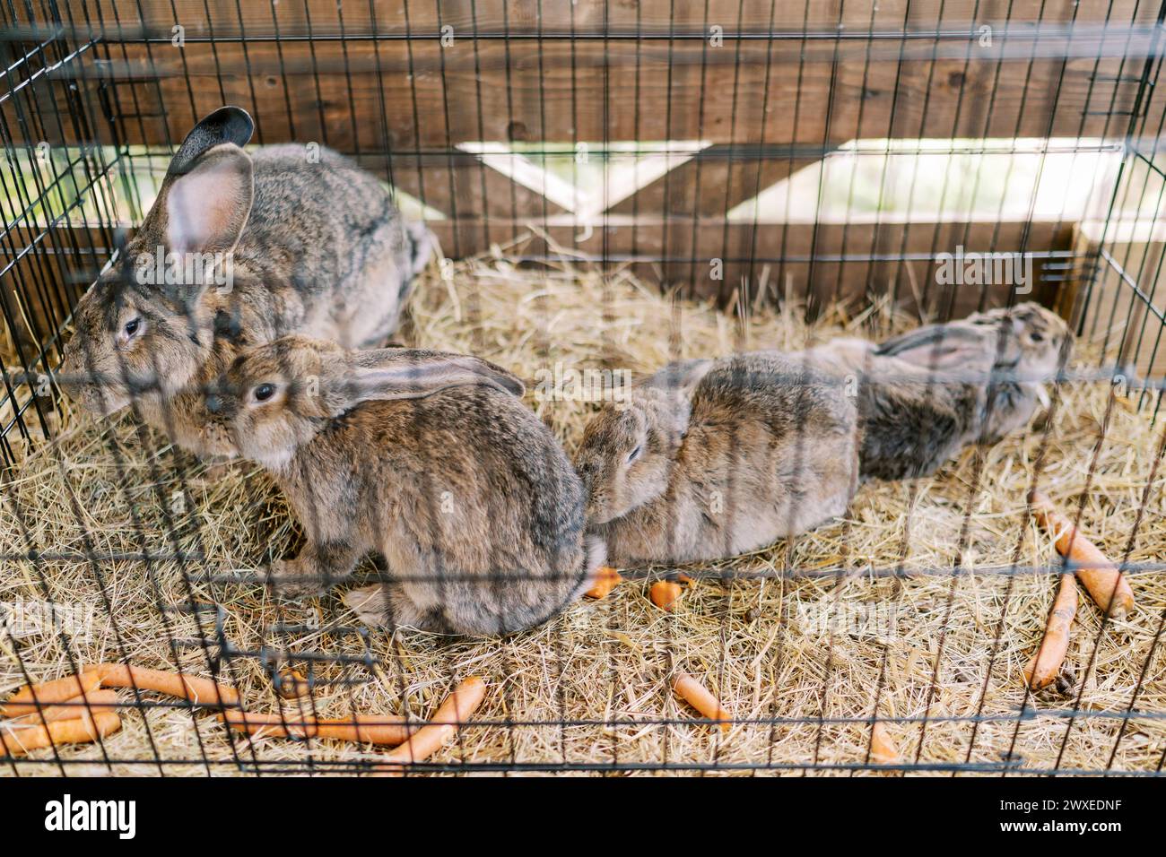 Fluffy gray rabbits sit in a cage on the hay next to carrots Stock ...