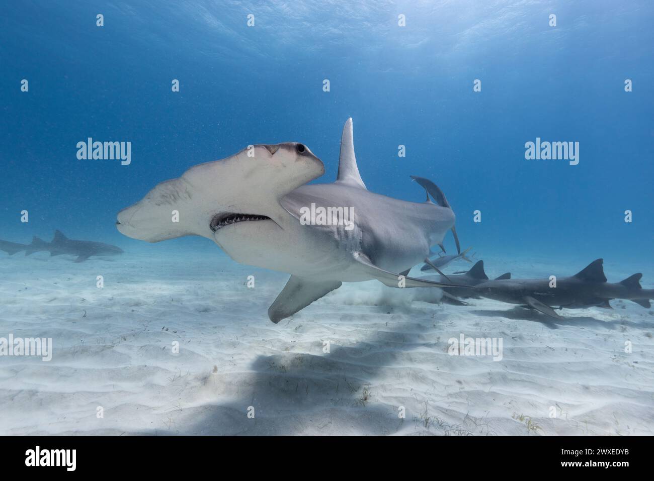 Great hammerhead shark in blue tropical waters Stock Photo - Alamy